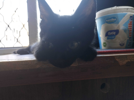 Отдам котика 2 месяца