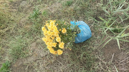 Хризантема гуллари сотувда