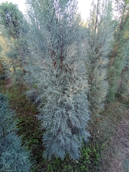 Аrizona kiparis arzon narxda