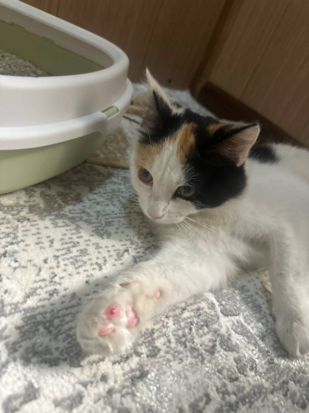 Отдам котенка кошку в хорошие руки