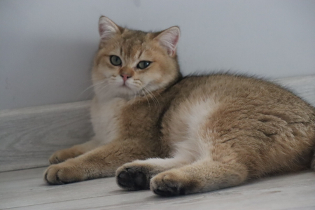 Золотая шиншилла