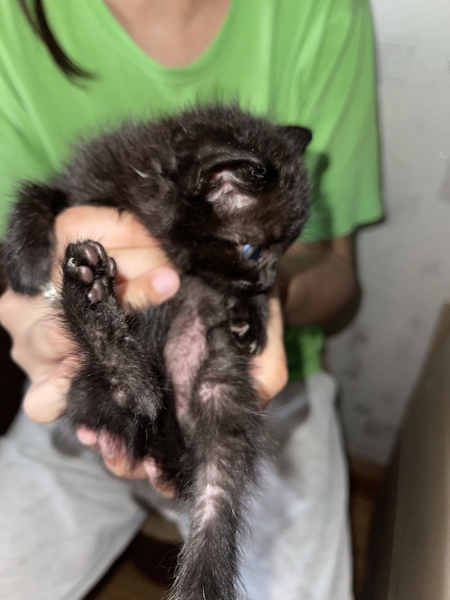 Отдам в добрые руки котят 3 мальчика