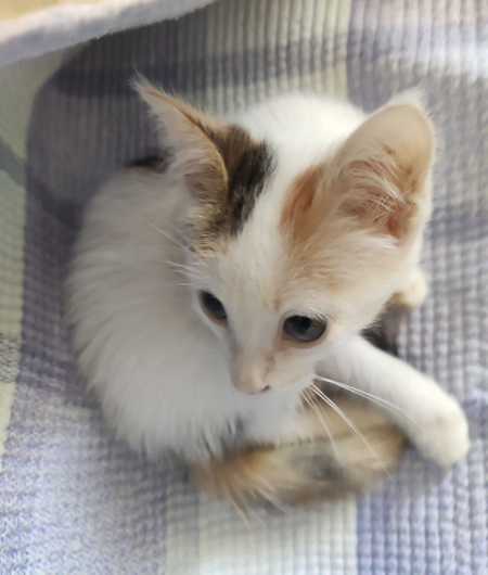 Котёнок в добрые руки