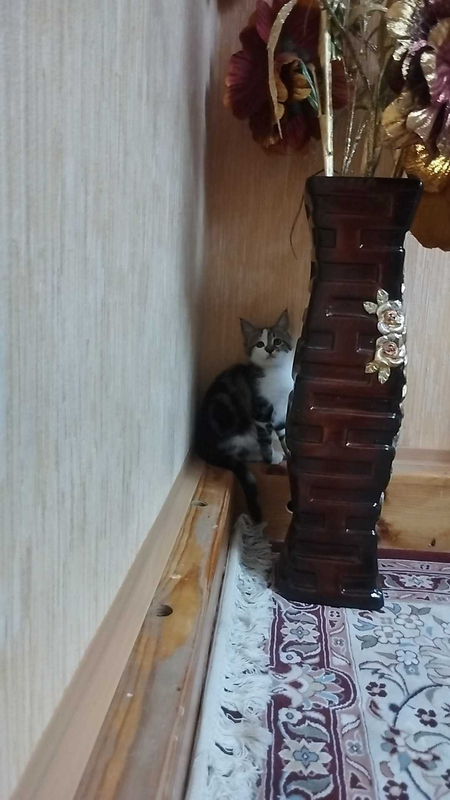 Срочна прадаётся котят