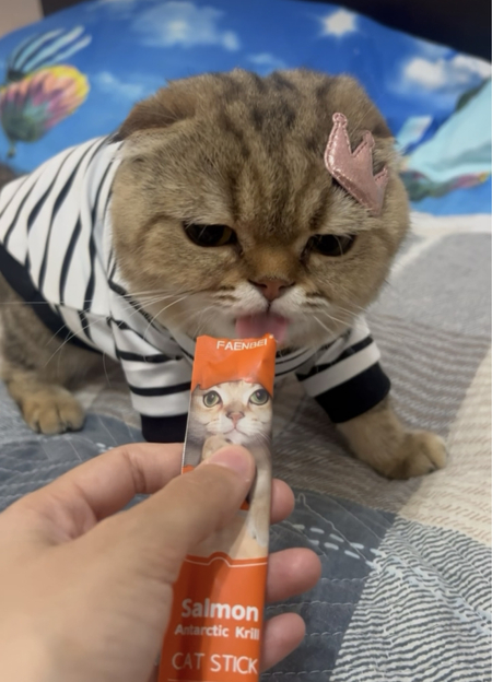 Скоттиш фолд