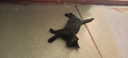 Продается котенок, британец отец,мать Кхао Мани!!