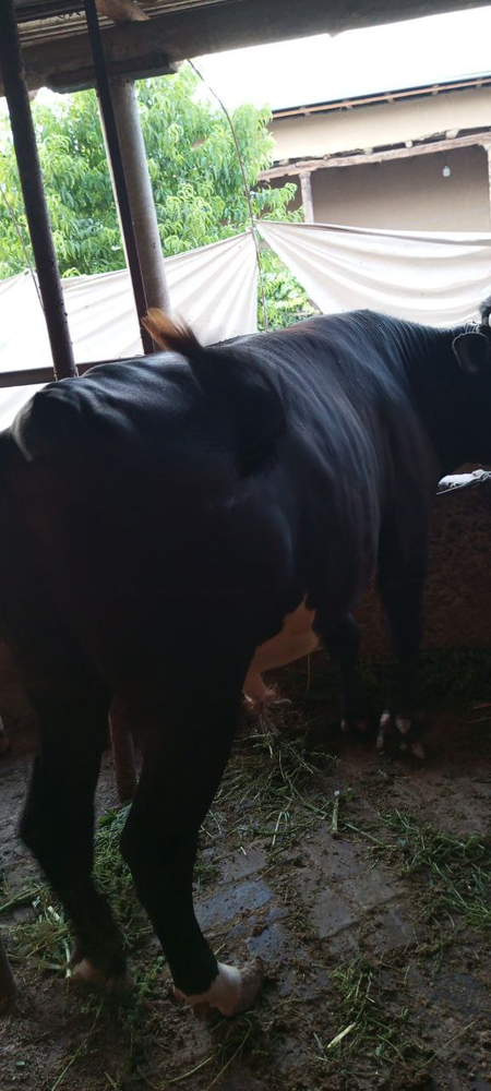 Buqala sotiladi kelishiladi