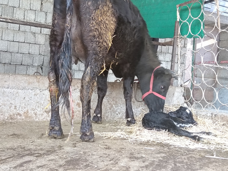 Ona bola sigr xozr tugdi