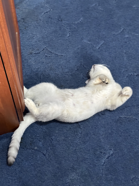 кот серебристая шиншилла