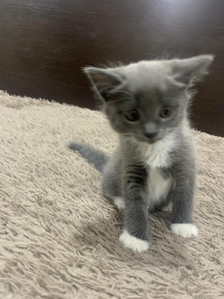 Продаются котятки