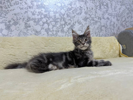Клубный котенок Мейн Кун