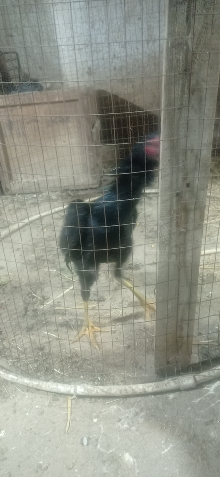 Joja xoroz 2ta bobo 1ta kul 1ta xashaki toj iyyuni 18 da