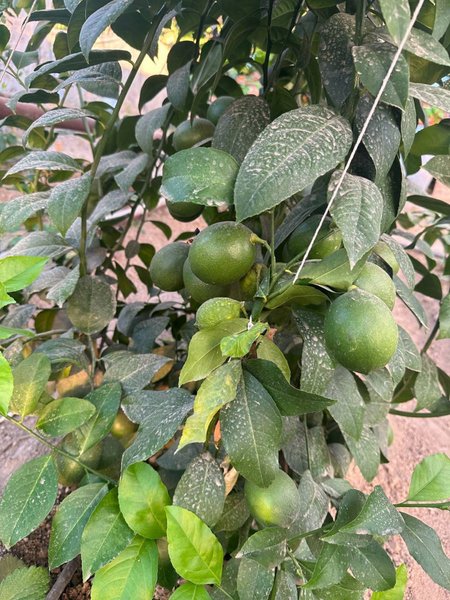 Limon kochati 600 tub