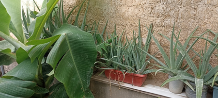 Aloe kochatlari sotiladi