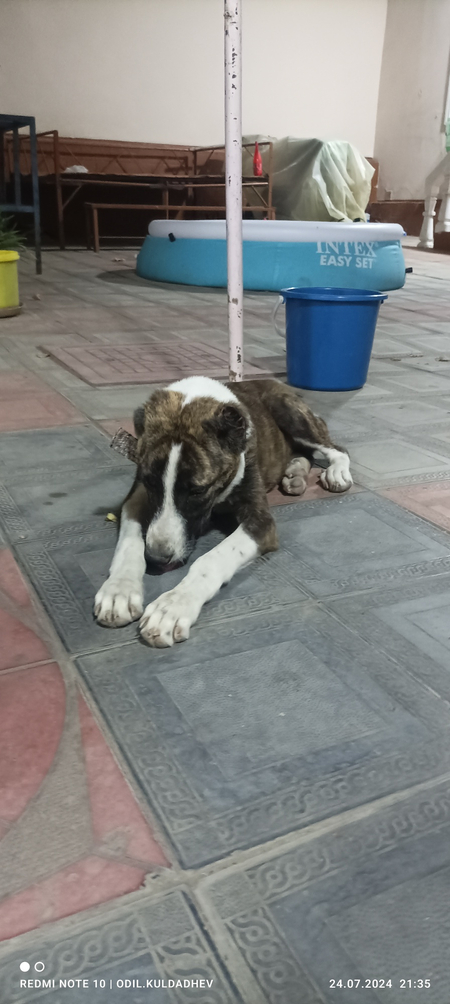 Alabay va Pitbul dan chachishgan Metis Gibrid kuchuk sotiladi  3 oylik
