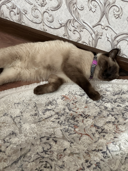 Сиамская кошка