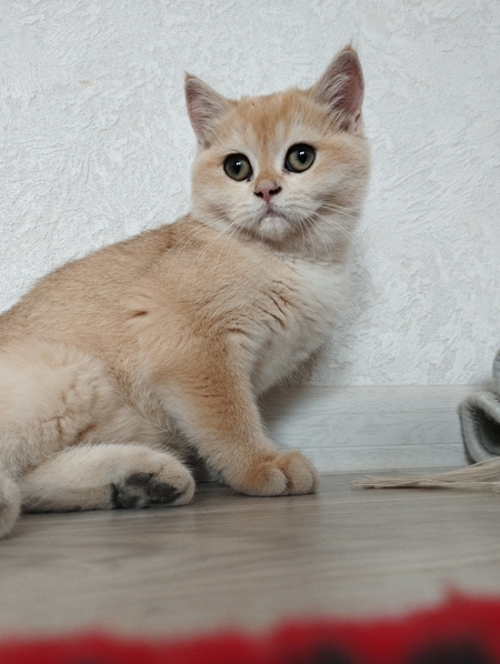 Золотая шиншилла