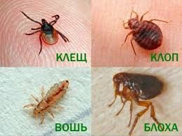 Samarali zararsiz dezinseksiya xamma zararkunanda xashoratlarga qarshi