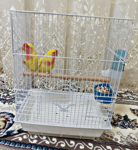 Продается неразлучники!