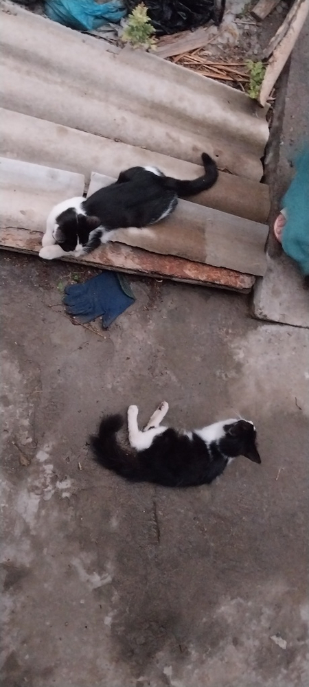 Кошки и котенки даром