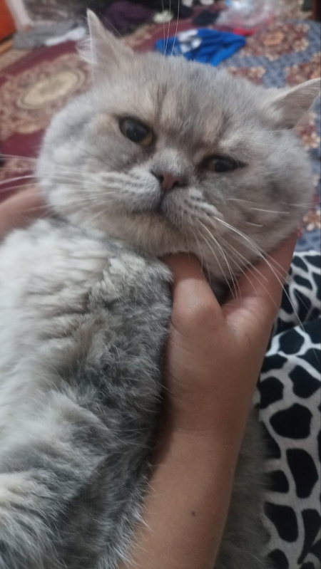 Qarshi shaxar paxtazor