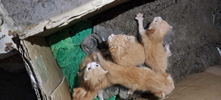 Новорождённые котята