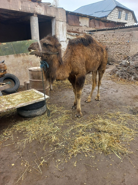 Urgashi tuye satiladi qongrata