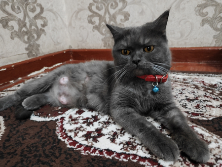 Кошкалар сотилади