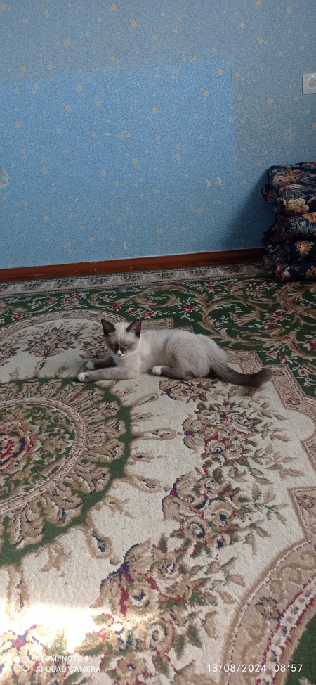 Siyanskiy mushuk narxini kelishtiramiz