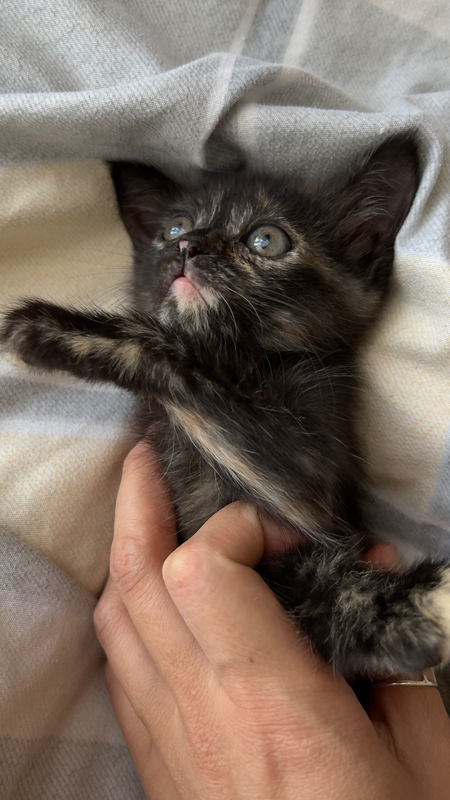 Котенок ищет дом