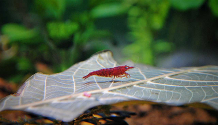 Креветка Красный огонь (Neocaridina Heteropoda var. Red Fire)