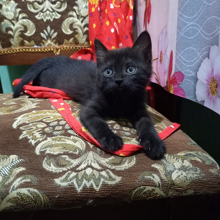 Чёрная пантера с шоколадным отливом