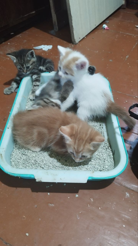Отдам котят в хорошие руки