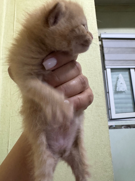 Вислоухая котик 1.5 ойлик