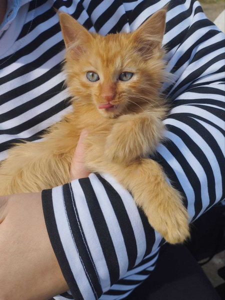 Котенок в добрые руки
