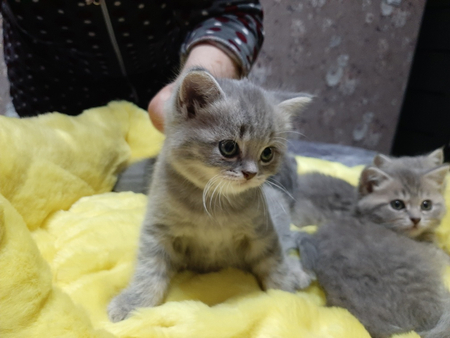 Продаются котята