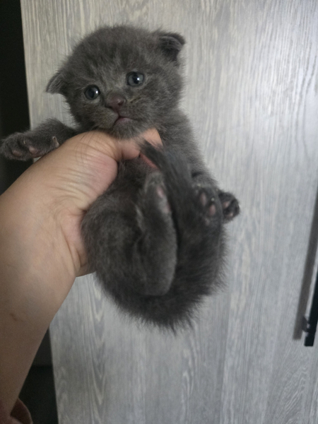 Шотландский фолд девичка и мальчик