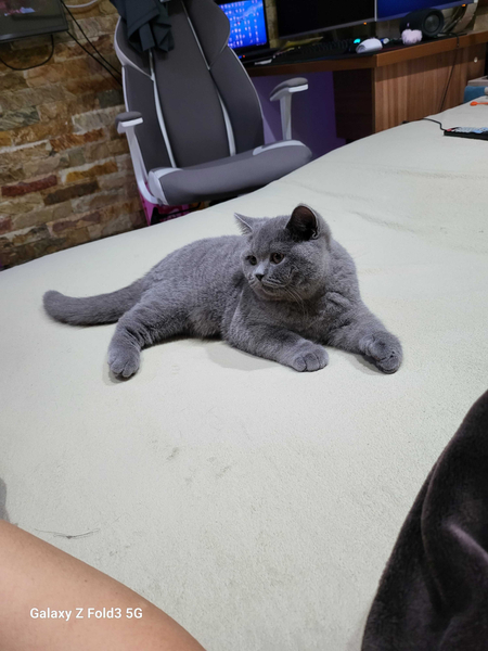 Британский котёнок