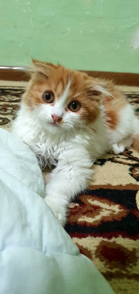 Шотландский котёнка срочно продаётся