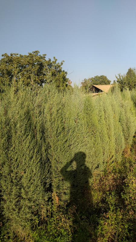 Archalar bor galiboy geparist qirim sasna marjavenik tuya  bor
