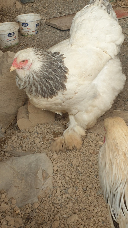 Brama tuxumlari bor