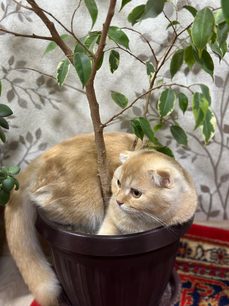 Вязка кота (Scotish fold)