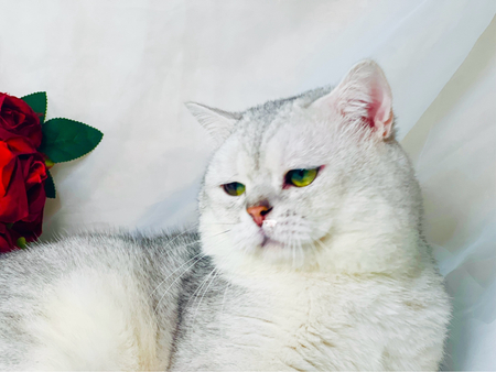 Шикарный кот серебристая шиншилла