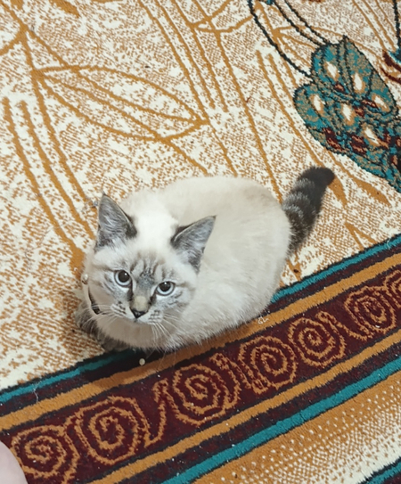 Siam mushugi qiz bola qumga boradi, õyinqaroq,