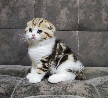 Шотландский котенок-мальчик
