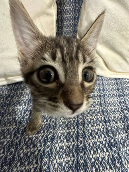 Кошка отдается в добрые руки