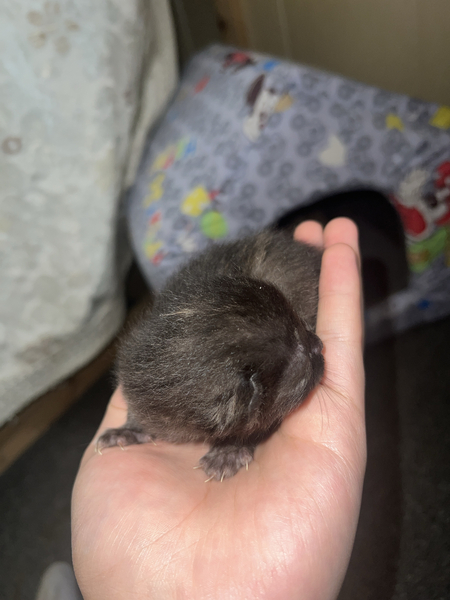 skotish+tobby/скотиш+тоббй