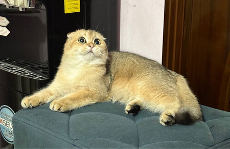 На продаже привозная кошечка