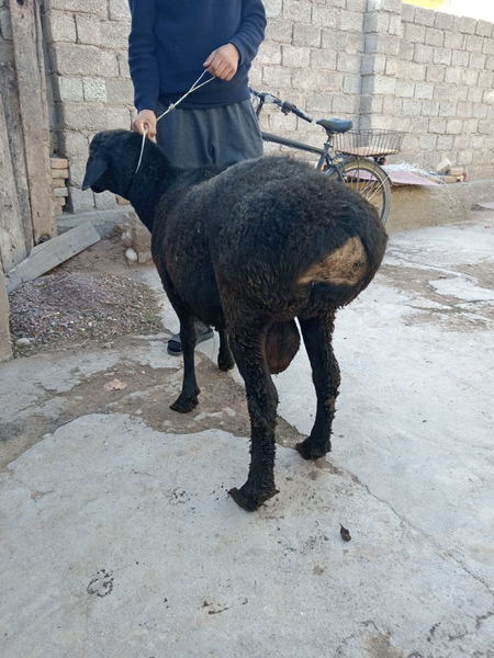 Quy soʻzladi toza zotor quy