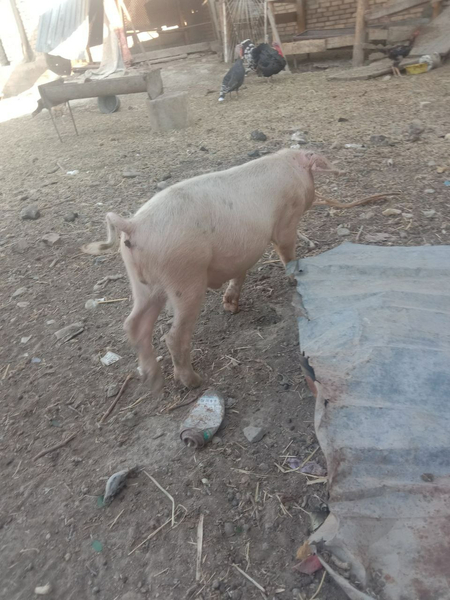 Chuchqa sotiladi soğlom